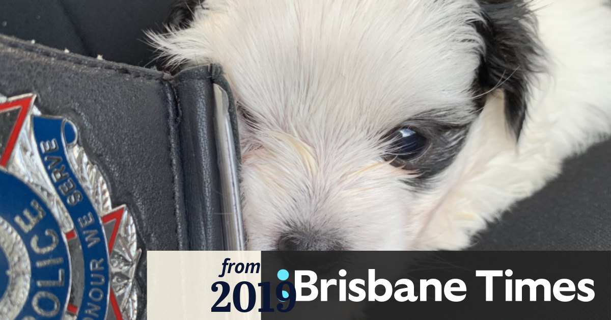 Man charged with animal cruelty in Brisbane's north after puppy found